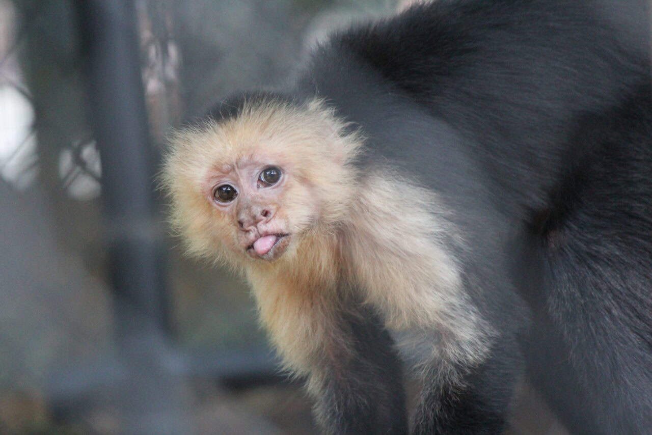 White Faced Capuchin | Southwick's Zoo