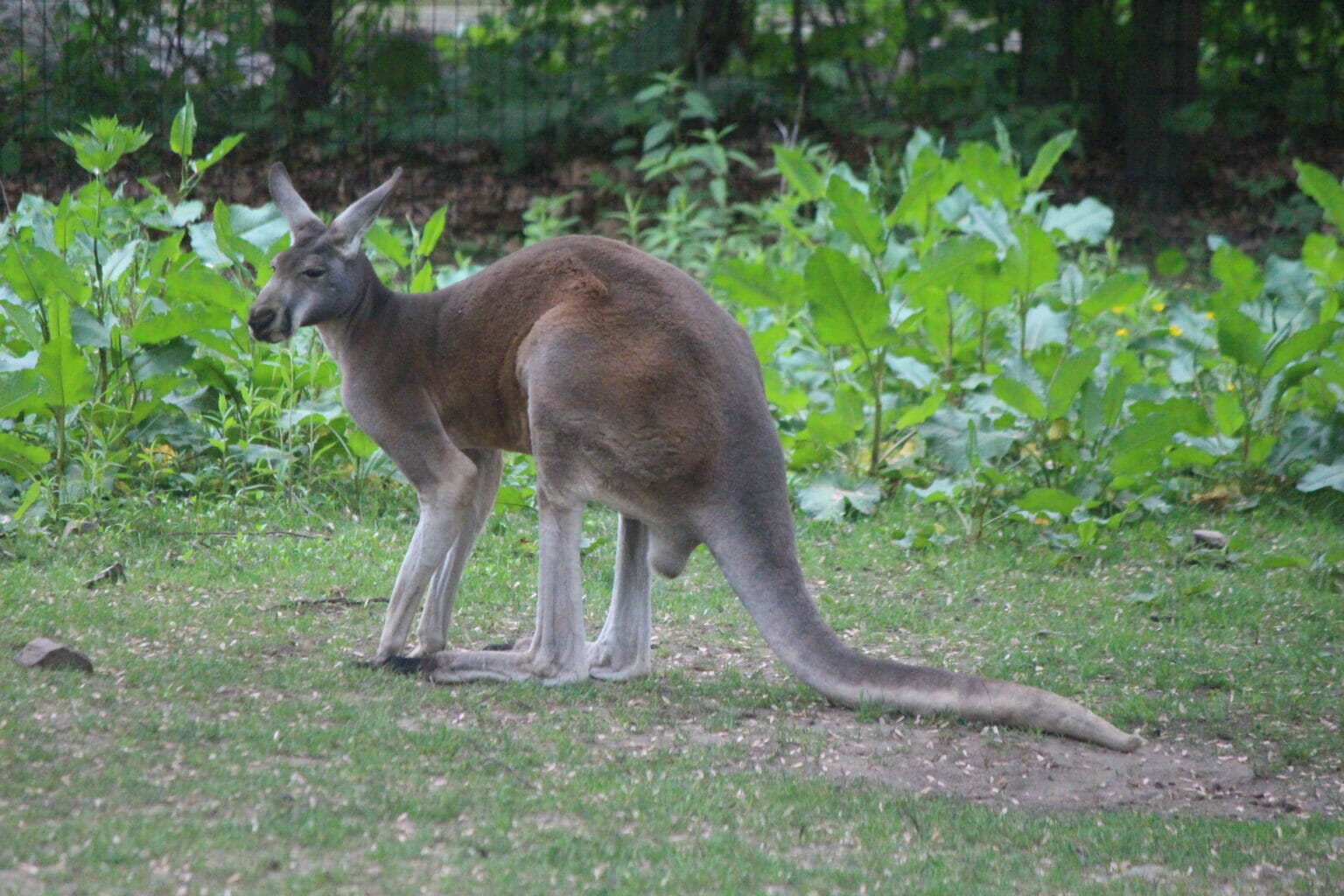Red Kangaroo | Southwick's Zoo