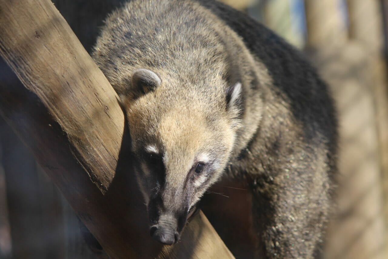 South American Coatimundi | Southwick's Zoo
