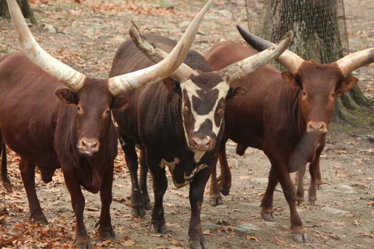 Watusi | Southwick's Zoo