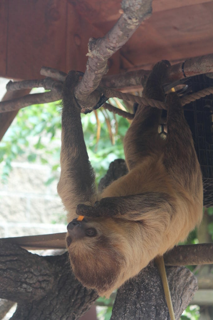 Shows & Keeper Talks | Southwick's Zoo