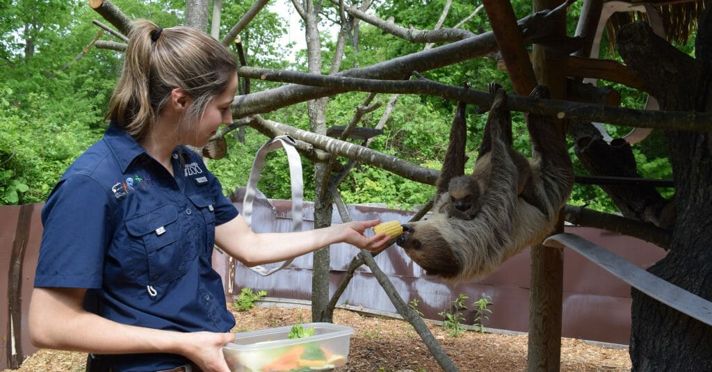 Sloth Encounters | Southwick's Zoo
