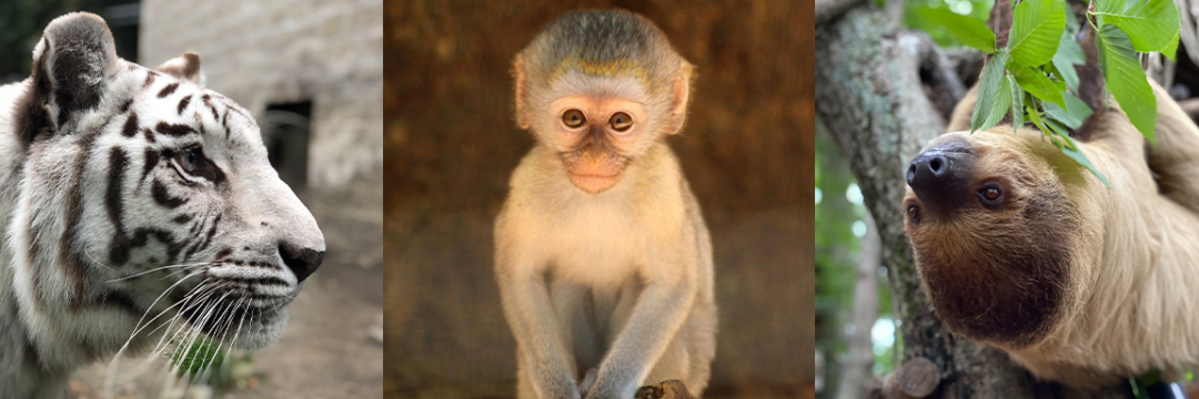 Rides & Attractions | Southwick's Zoo