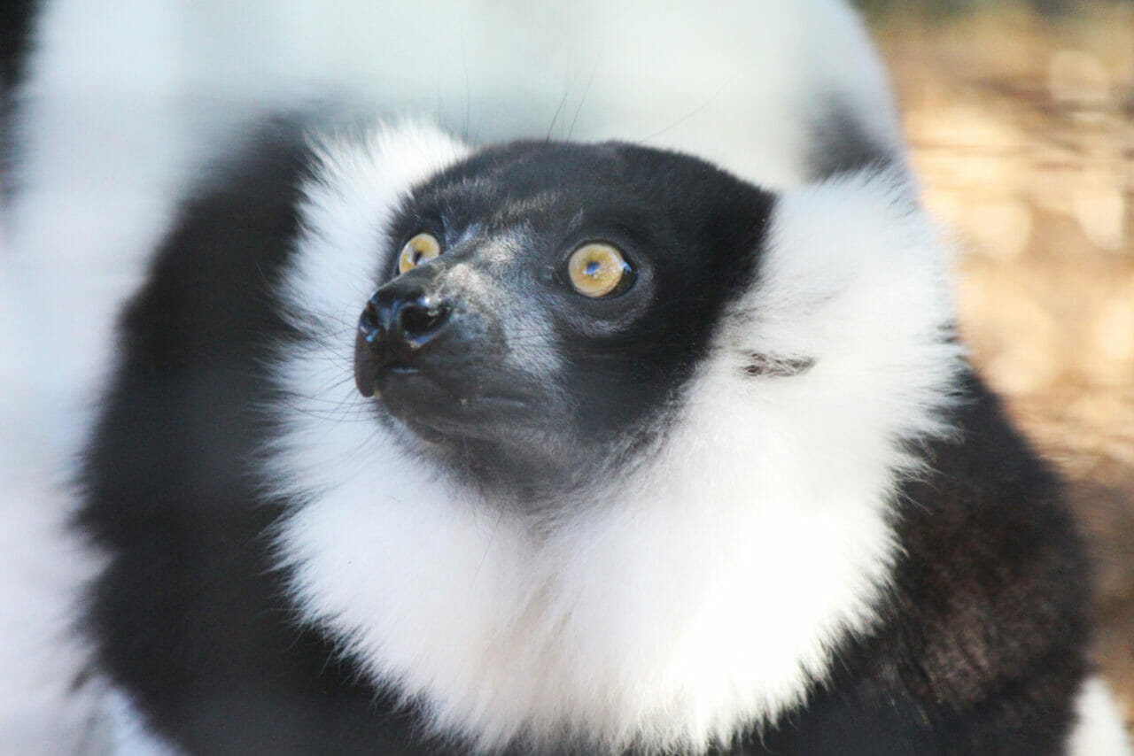 Black & White Ruffed Lemur | Southwick's Zoo