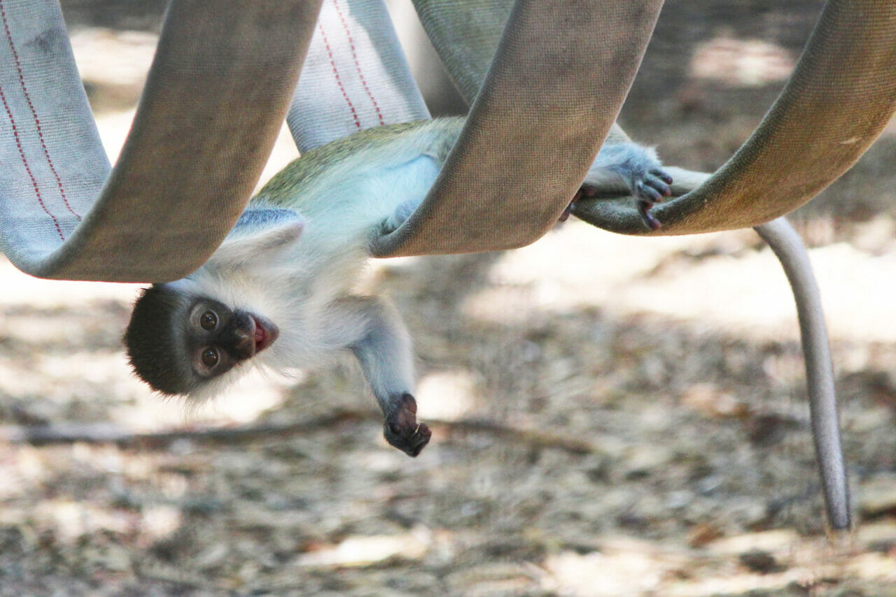 Grivet Monkey | Southwick's Zoo