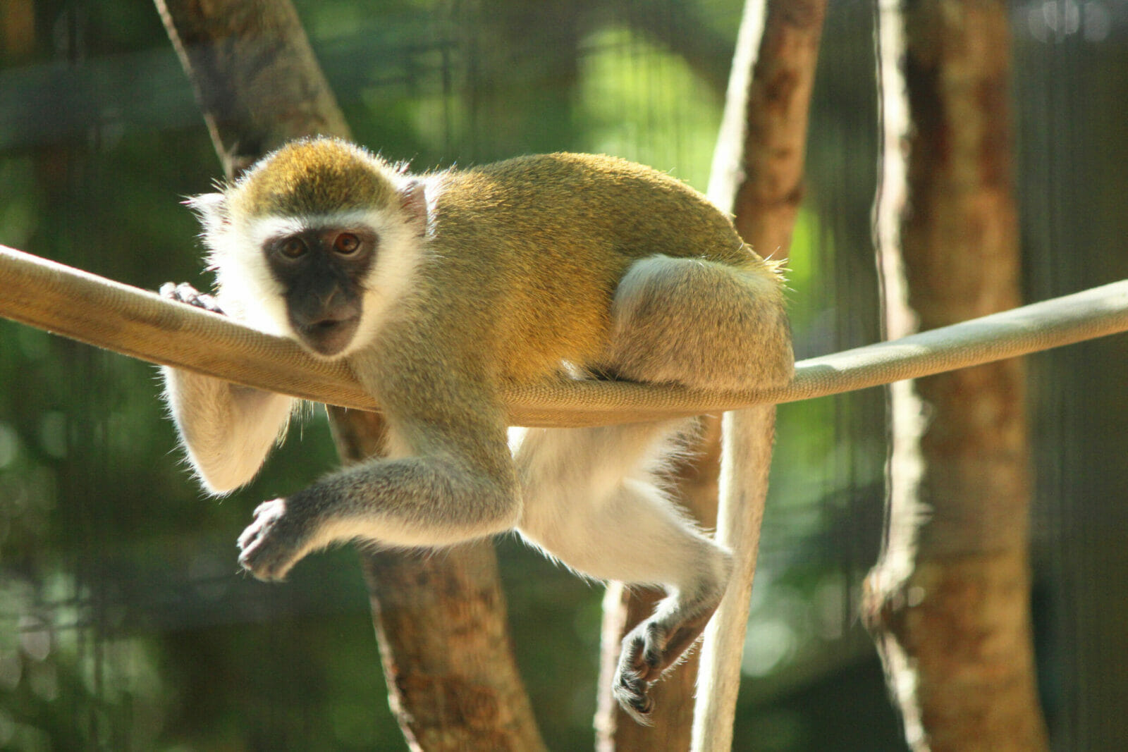 Our Animals | Southwick's Zoo - It's More Than A Zoo, It's an Adventure!