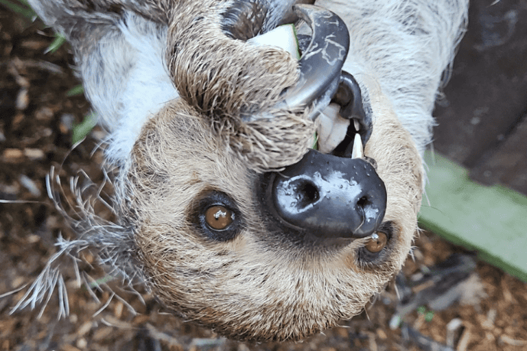 Two Toed Sloth | Southwick's Zoo